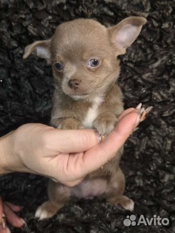 Девочка чи лиловая