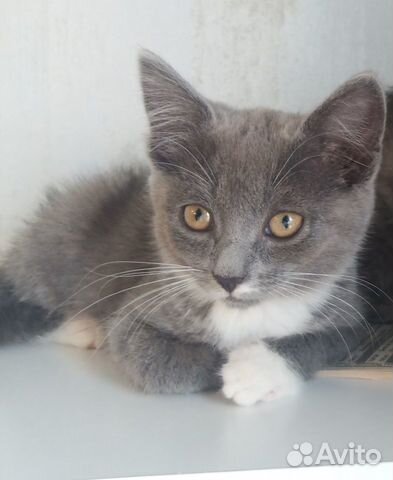 Котенок Мышка