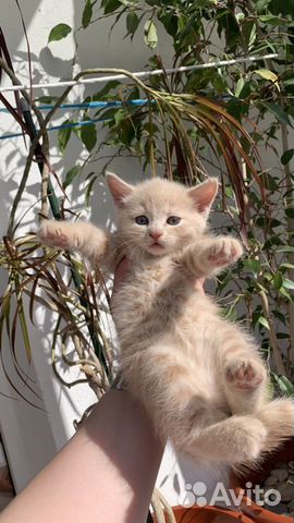 Котики бесплатно в добрые руки