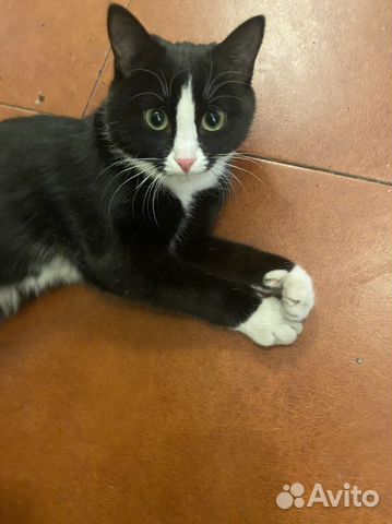 Кошка красотка Маруська