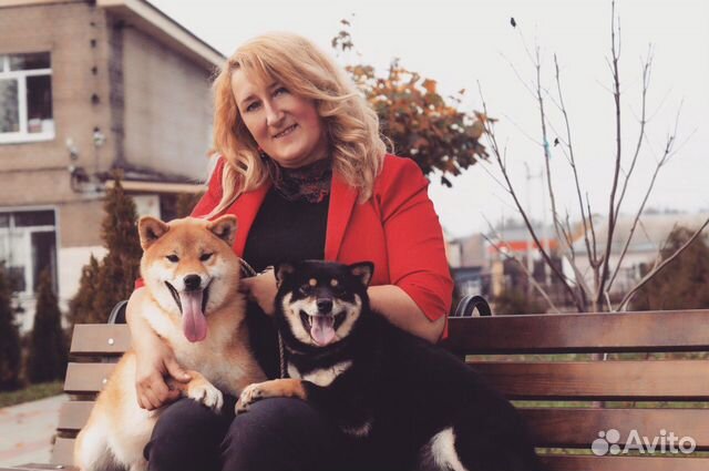 Детки Сиба Ину (мини Хатико) из питомника