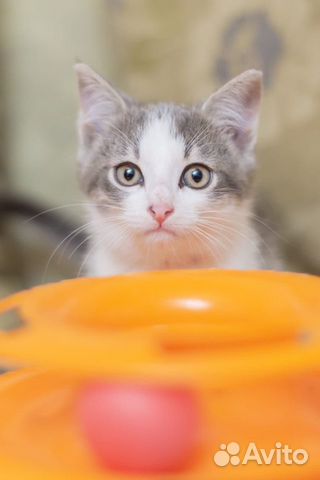 Котенок Митя - лучистое счастье в дар