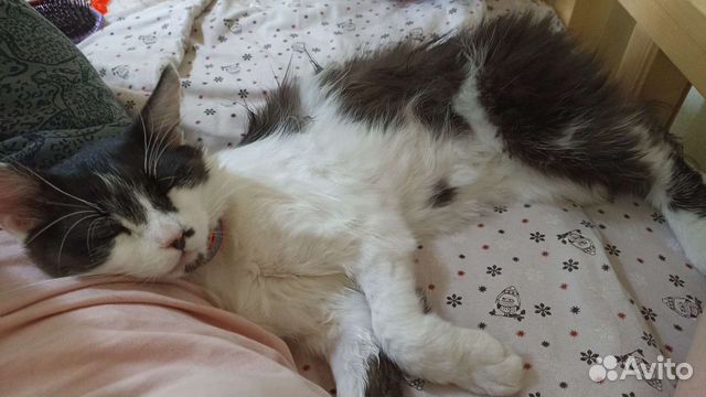 Молодой котик в добрые руки