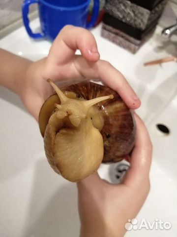 Улитки ахатины бесплатно