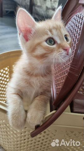 Рыжий котенок в добрые руки
