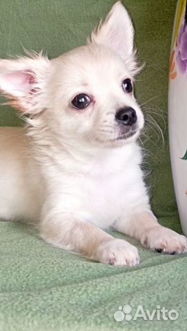 Щенки чишки