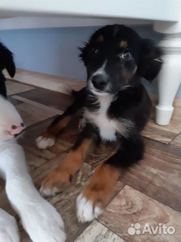 Щенок мальчик в добрые руки