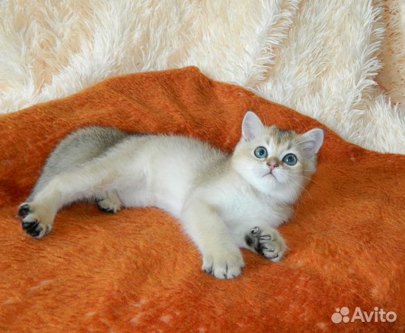 Шотландские котята
