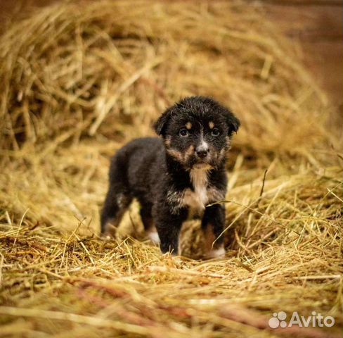 Маленькие щеночки ищут дом, малышам 1.5 месяца