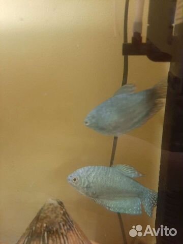 Гурами мраморный