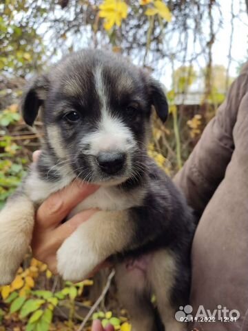 Собака в добрые руки