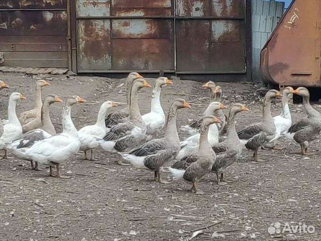 Гуси