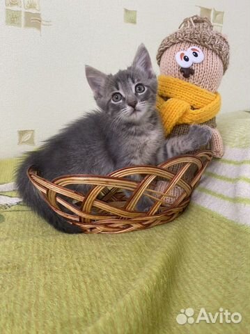 Котенок 2 мес. в дар