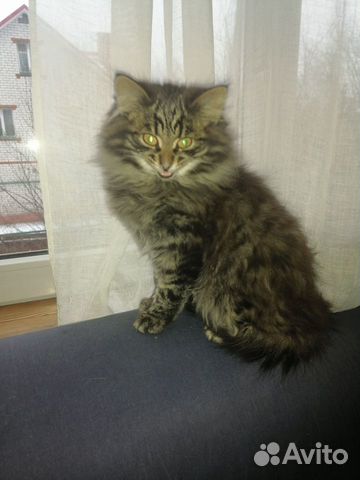 Сибирский котёночек