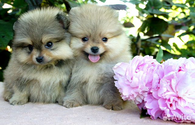 Малышарики :)