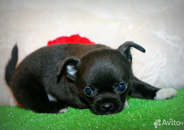 Без предплат.Малюсенькие но очень смелые