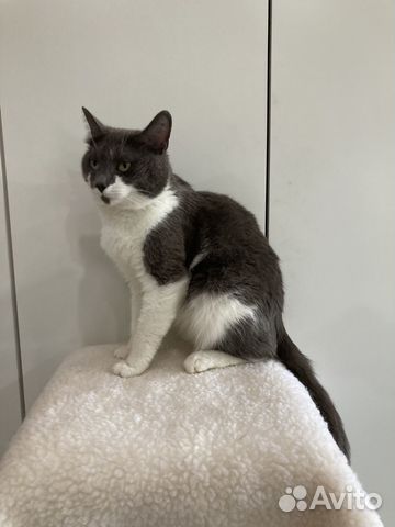 Кошечка из приюта ищет дом