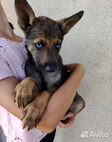 Щенок в добрые руки