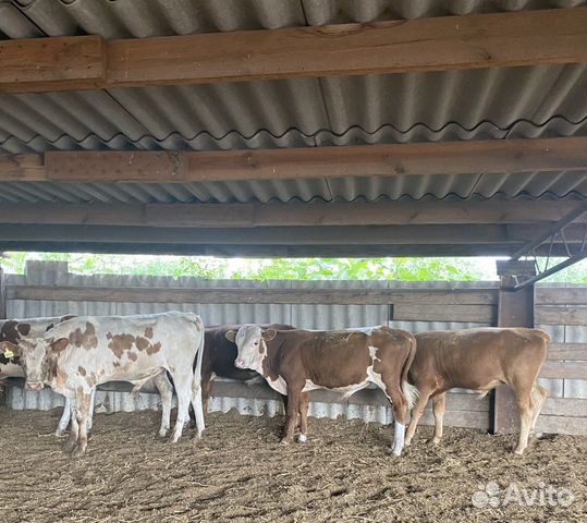 Продаются бычки