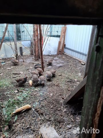 Серая куропатка