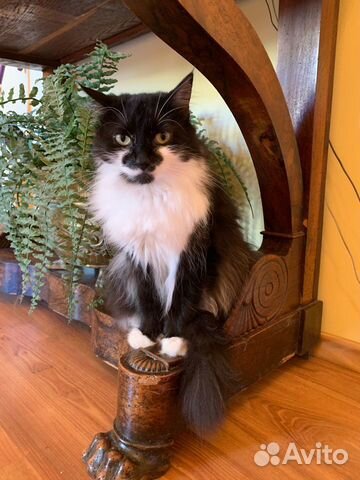 Отдадим кошку в добрые и любящие руки