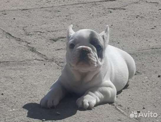 Французский бульдог