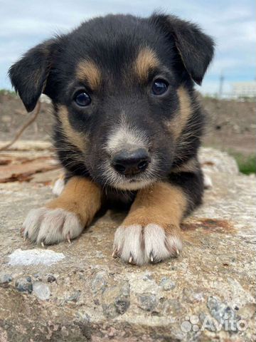 Щенки 1,5 девочки