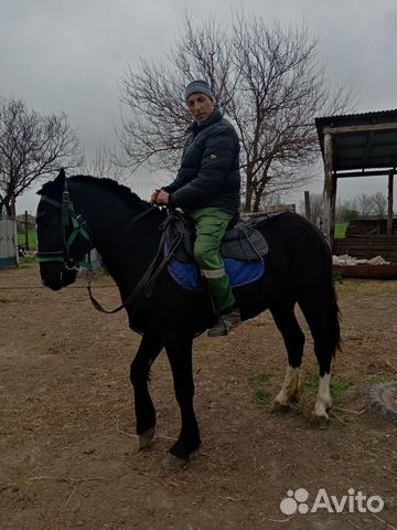 Домашние животные лошади