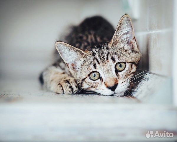 Котенок по имени Виски ищет дом