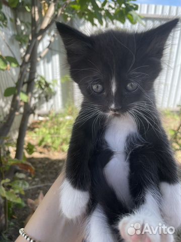 Котята в доьрые руки