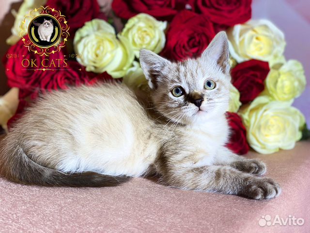 Манчкин лонг мальчик из Питомника