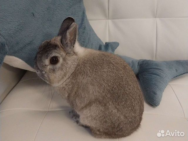 Вязка карликового кролика