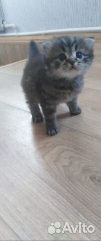 Омский котик