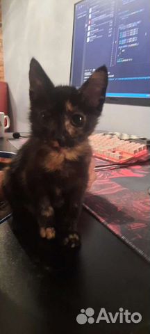 Кошечка в дар бесплатно / передержка