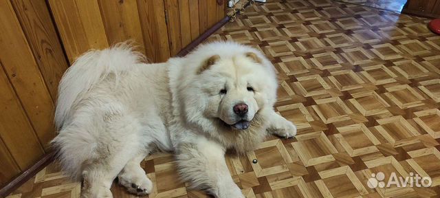 Кобель чау чау ищет даму для вязки
