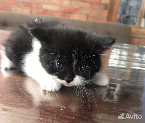 Котята ищуь дом