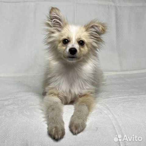 Малышка Лиза ищет дом