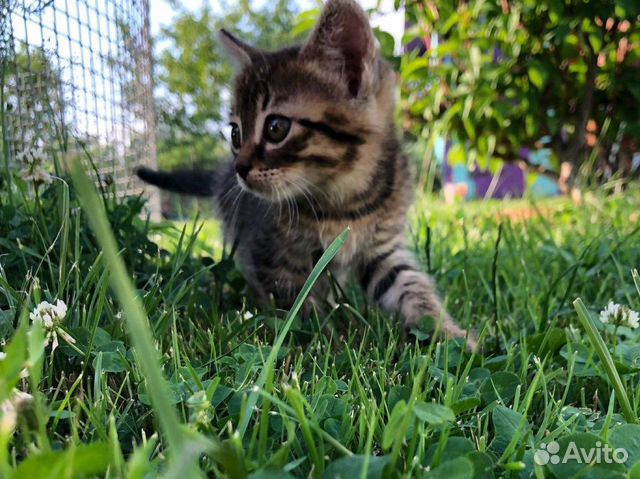 Магический Котёночек