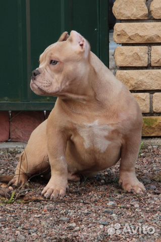 Милейший парень американского булли