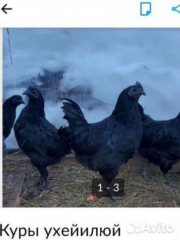 Куры китайские черные Ухейилюй
