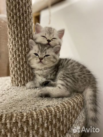 Котята британской скотиш-страйт