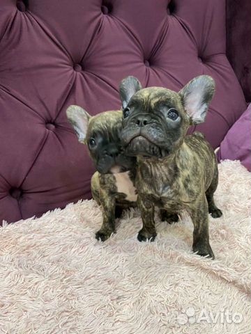 Французский бульдог щенки