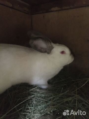 Кролики породы калифорния самцы и самки