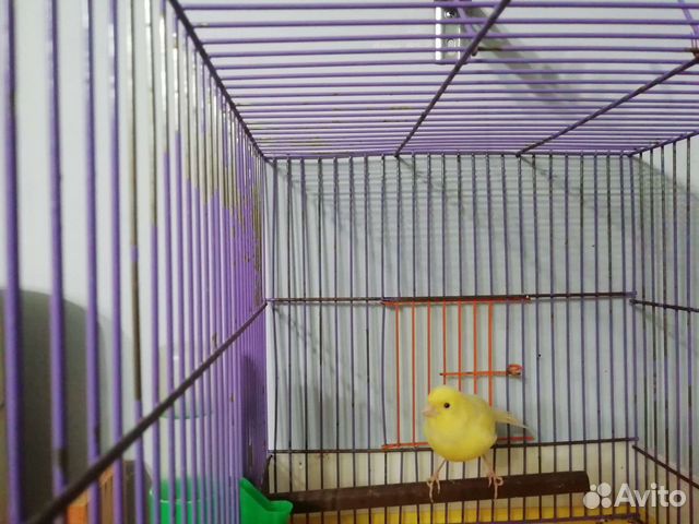 Кенар певчий с клеткой
