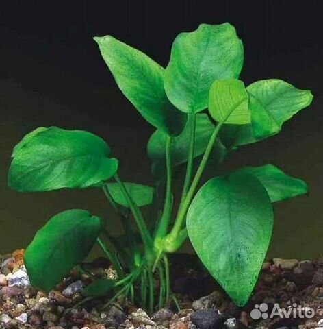 Анубиас и др