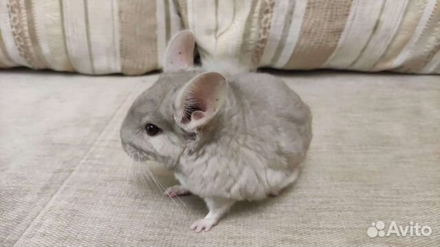 Шиншилла