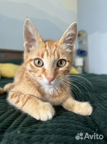 Рыжий котенок тиктокер в добрые руки