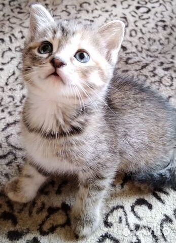 Кошечка балинеза