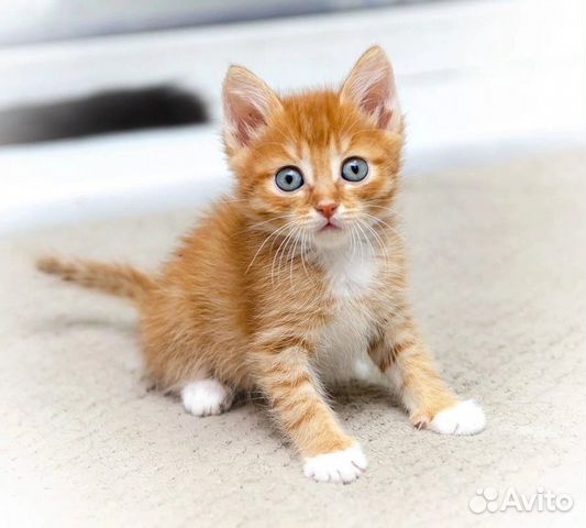 Лелик (1,5 мес.) шикарный котенок ищет дом