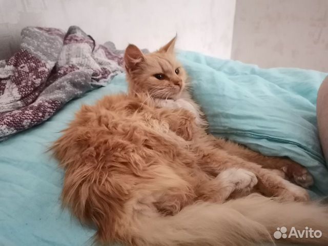 Отдам в хорошие руки, кошечку девочку